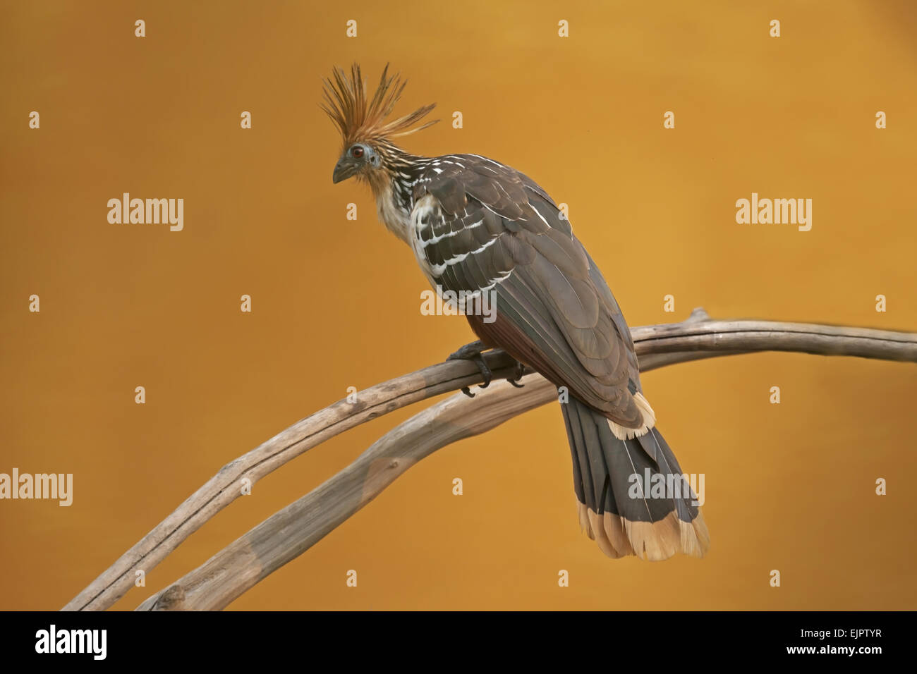 Hoatzin (Opisthocomus hoazin) adult, perched on branch, Tambopata ...