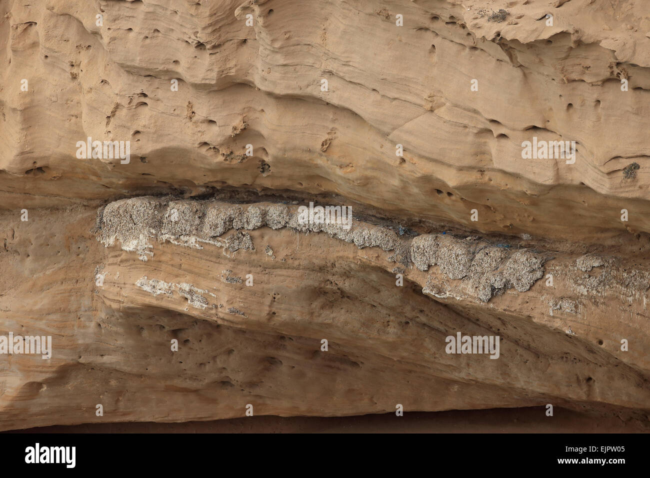 Northern Bald Ibis (Geronticus eremita) colonial nesting site, on ...