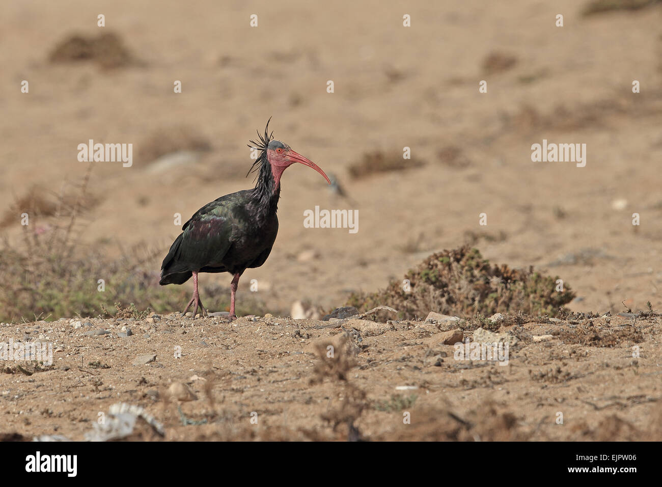 Northern Bald Ibis (Geronticus eremita) adult, walking in desert ...
