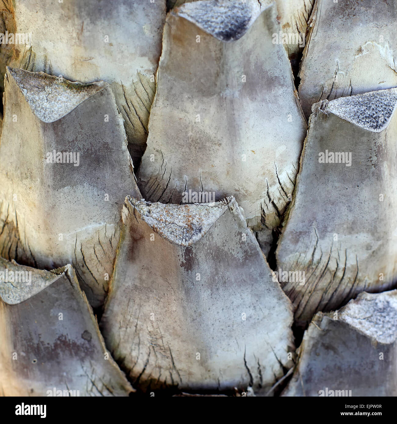 The texture of palm tree Stock Photo - Alamy