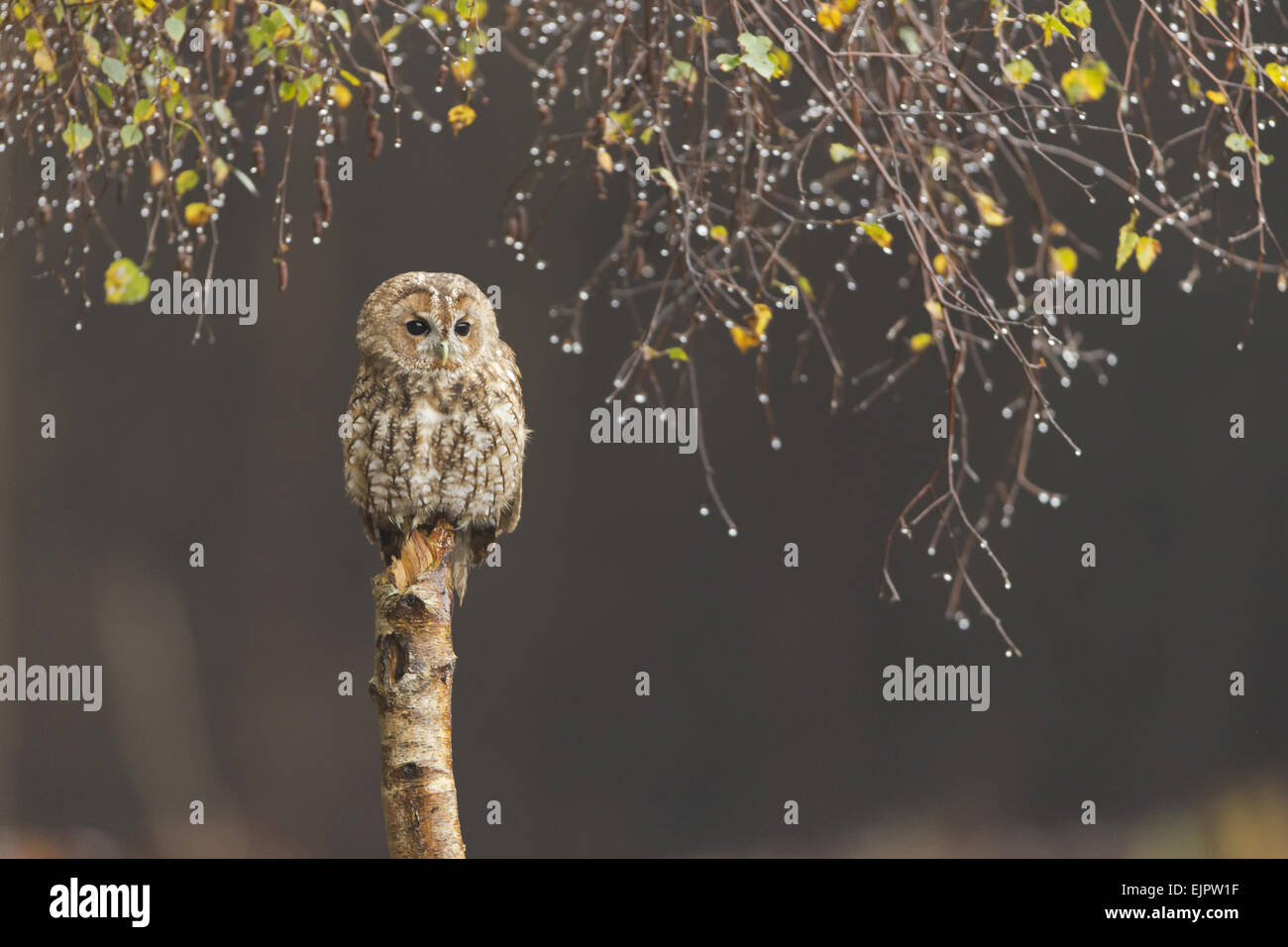 Silver owl hi-res stock photography and images - Alamy