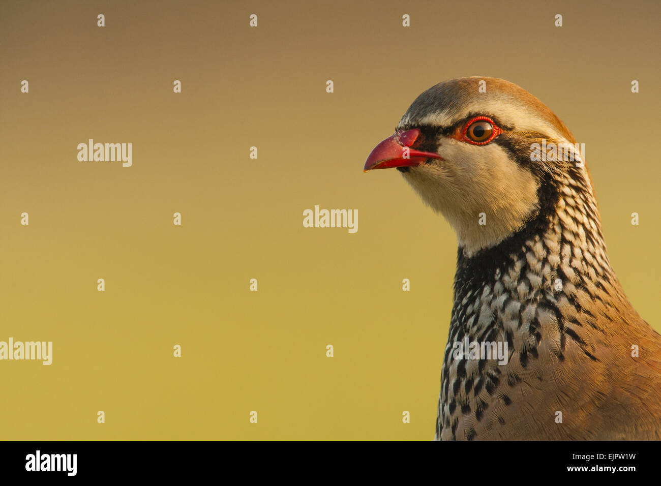 English partridge norfolk uk hi-res stock photography and images - Alamy