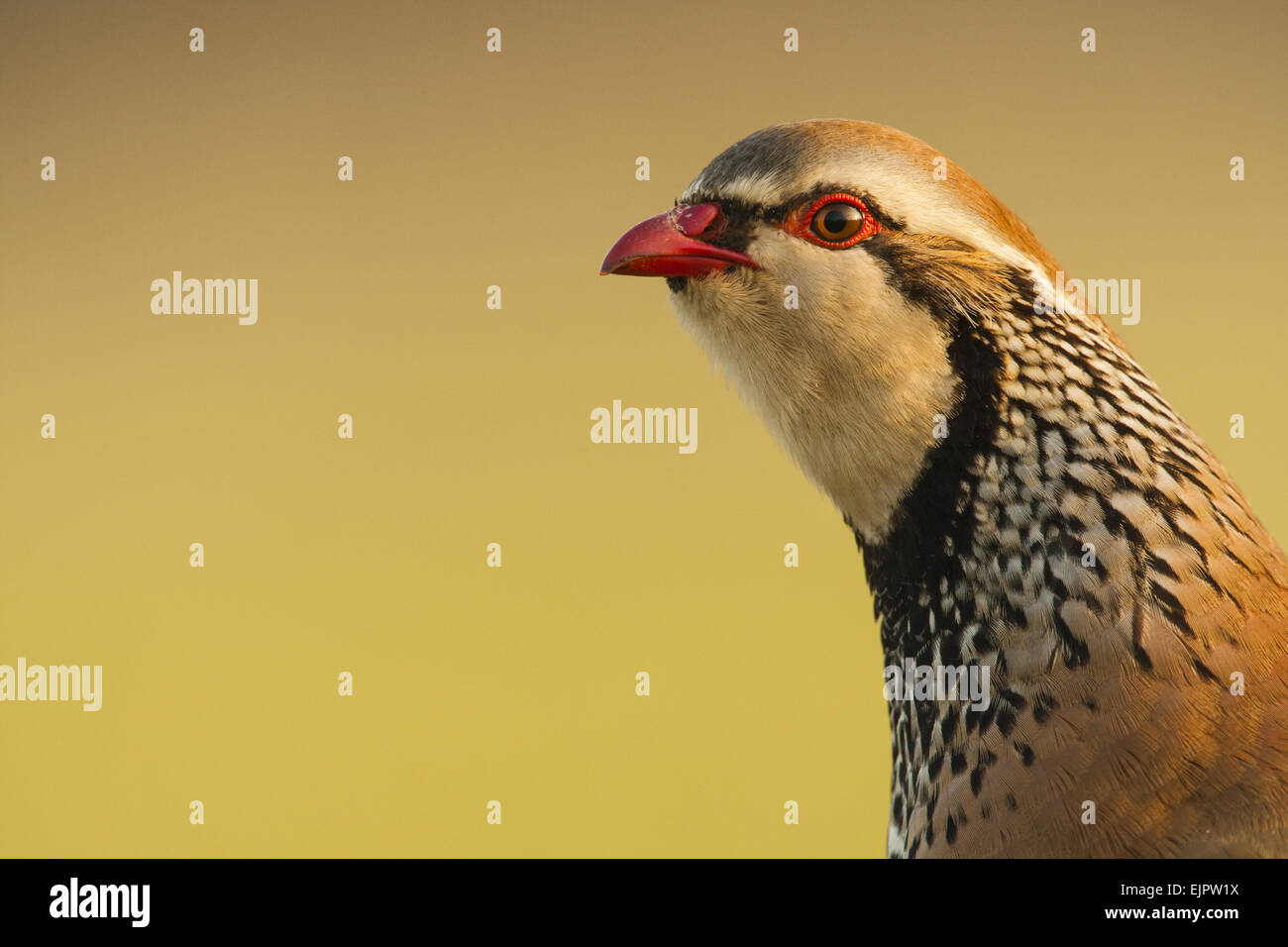 English partridge norfolk uk hi-res stock photography and images - Alamy