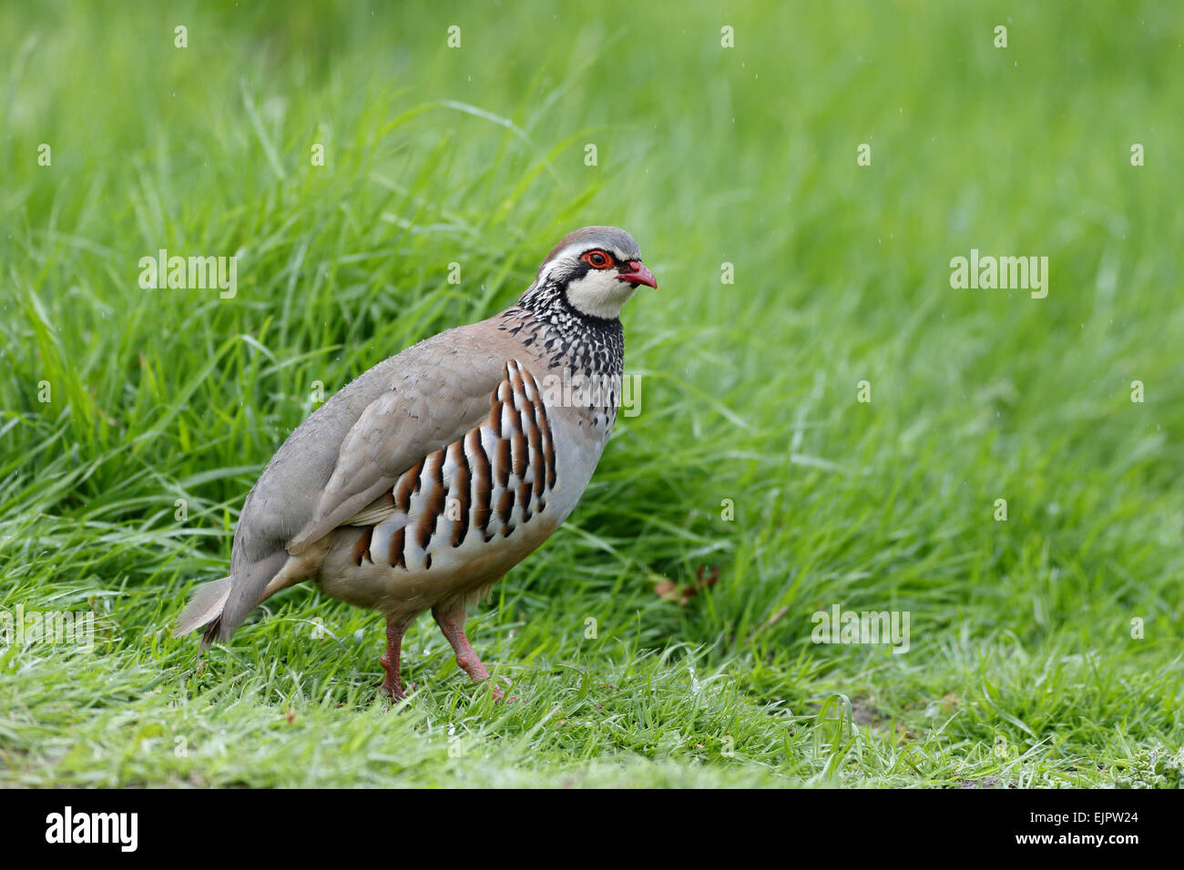Red-legged Partridge (Alectoris rufa) adult, standing in field ...