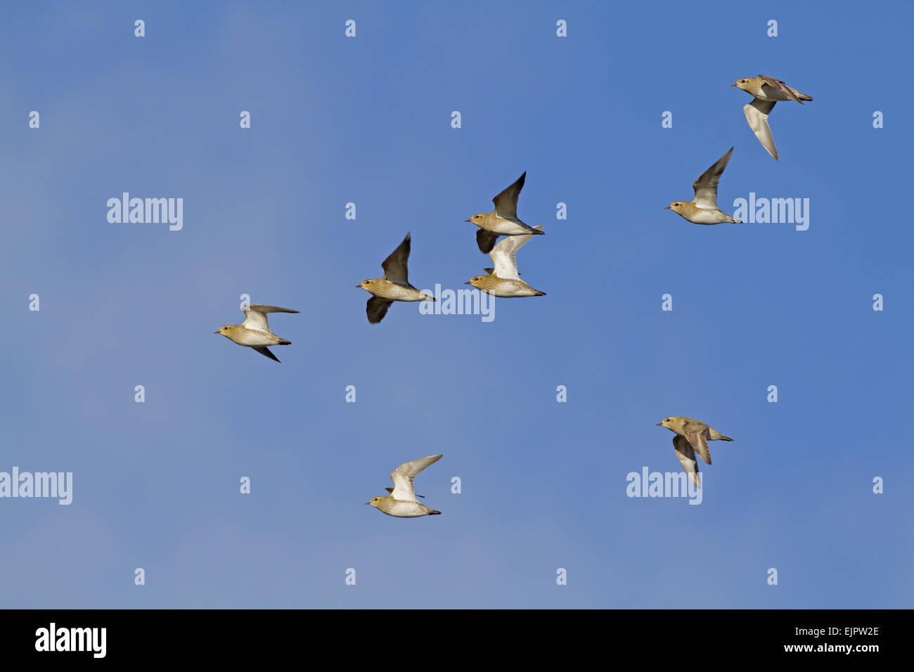 Golden plovers flying uk hi-res stock photography and images - Alamy
