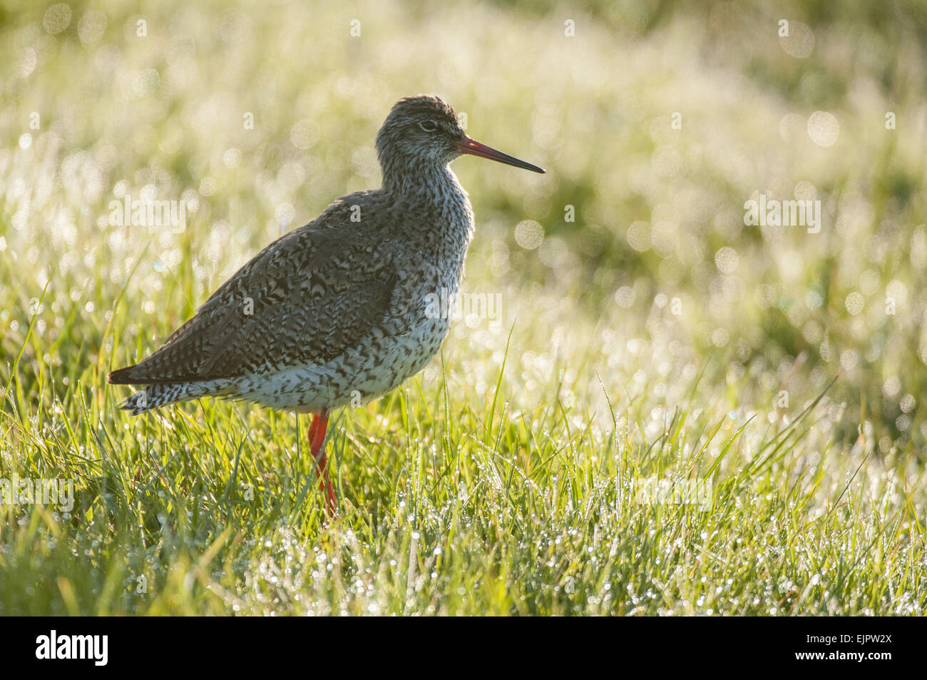 North atlantic island redshanks hi-res stock photography and images - Alamy