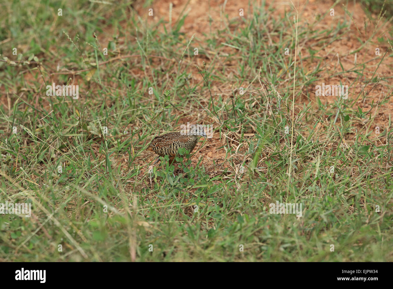 Barred Buttonquail (Turnix suscitator leggei) adult, walking amongst ...