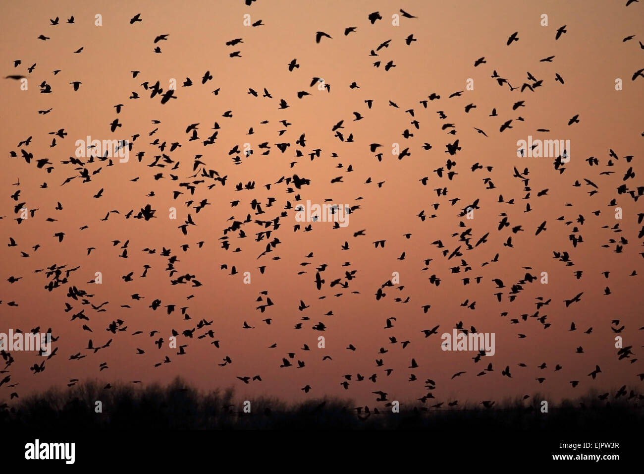 Rook (Corvus frugilegus) and Jackdaw (Corvus monedula) mixed flock, in ...