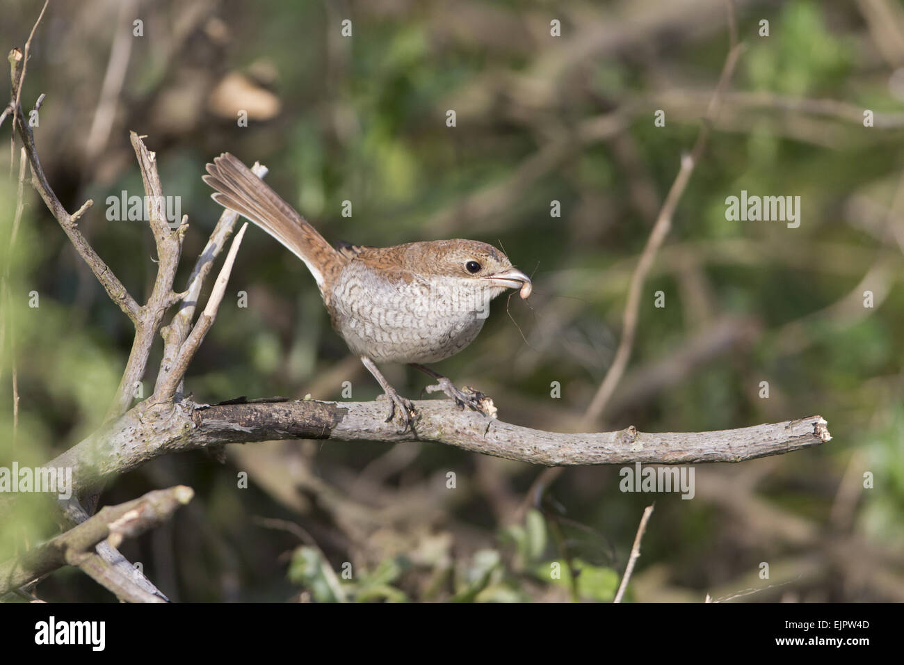 Red-backed Shrike (Lanius collurio) juvenile, with Harvestman ...