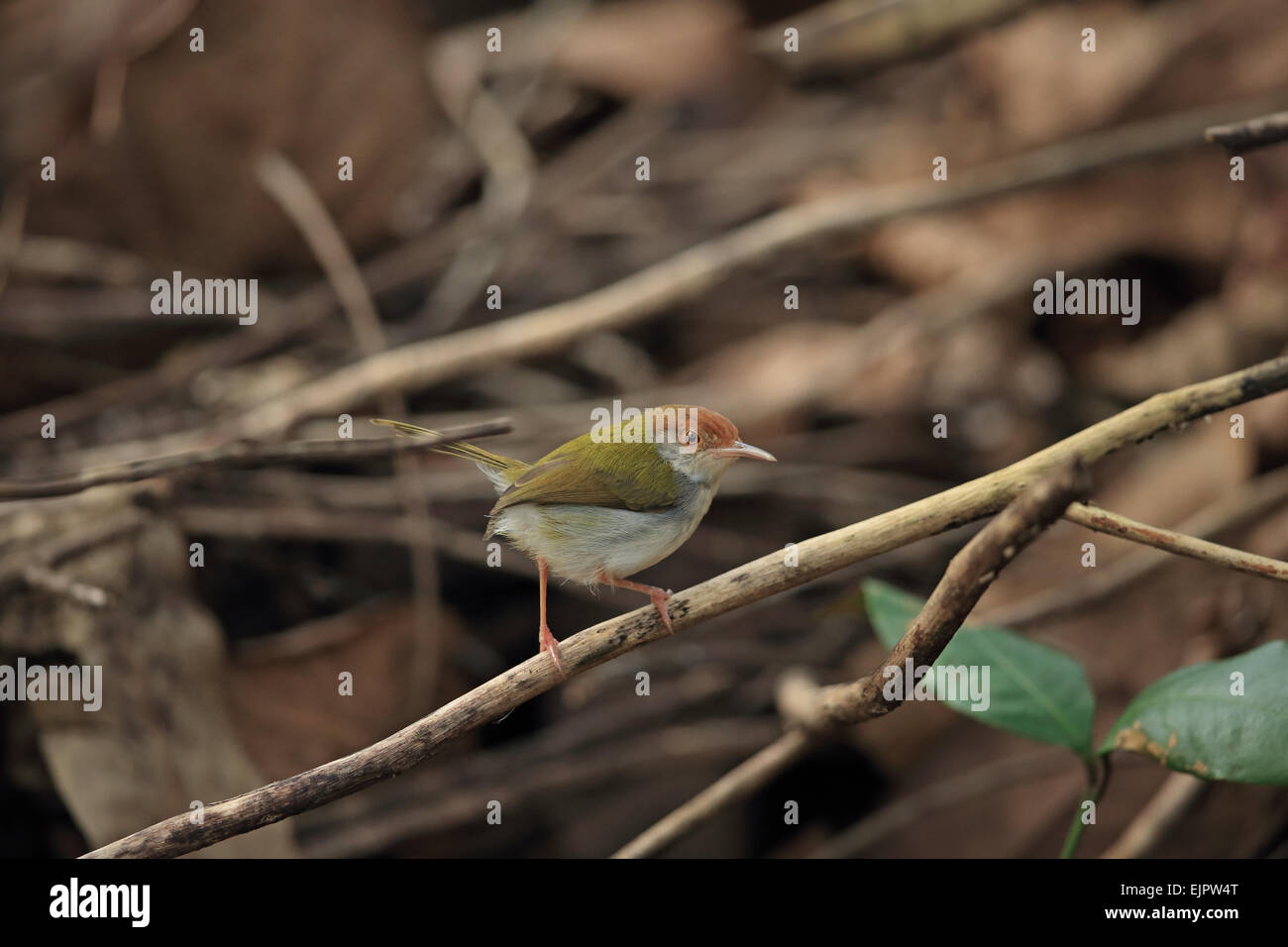 Common Tailorbird (Orthotomus sutorius) adult, perched on twig, Sri ...