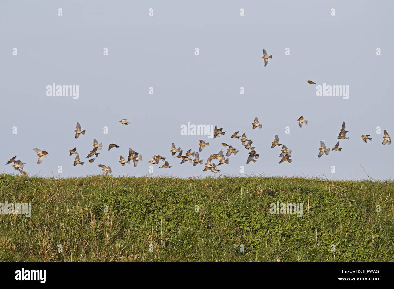 Twite (Acanthis flavirostris) flock, non-breeding plumage, in flight ...