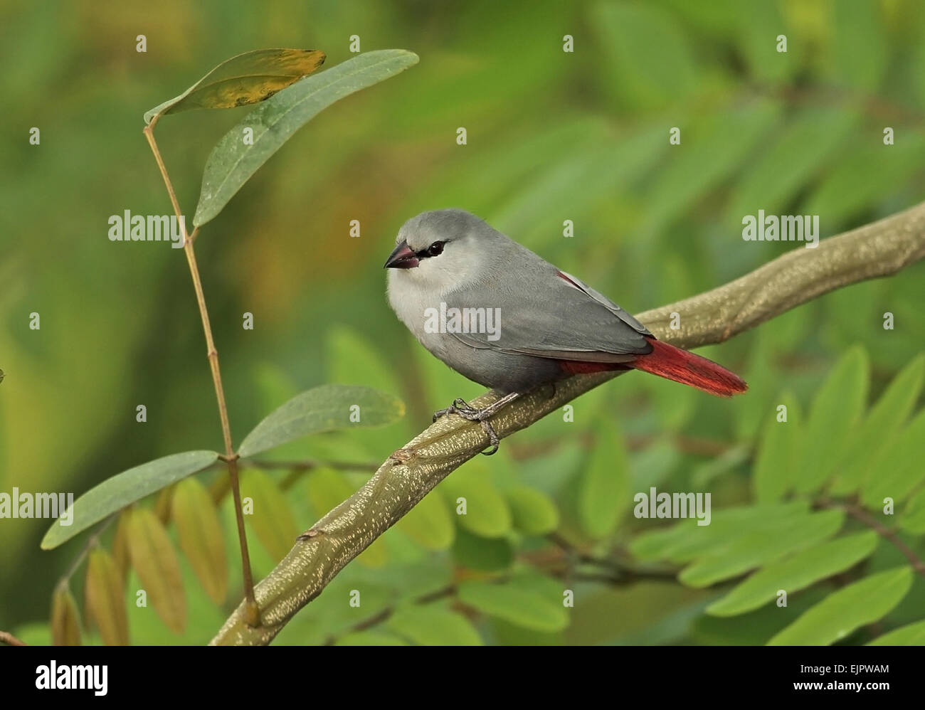 Lavender Waxbill (Estrilda caerulescens) adult female, perched on twig ...