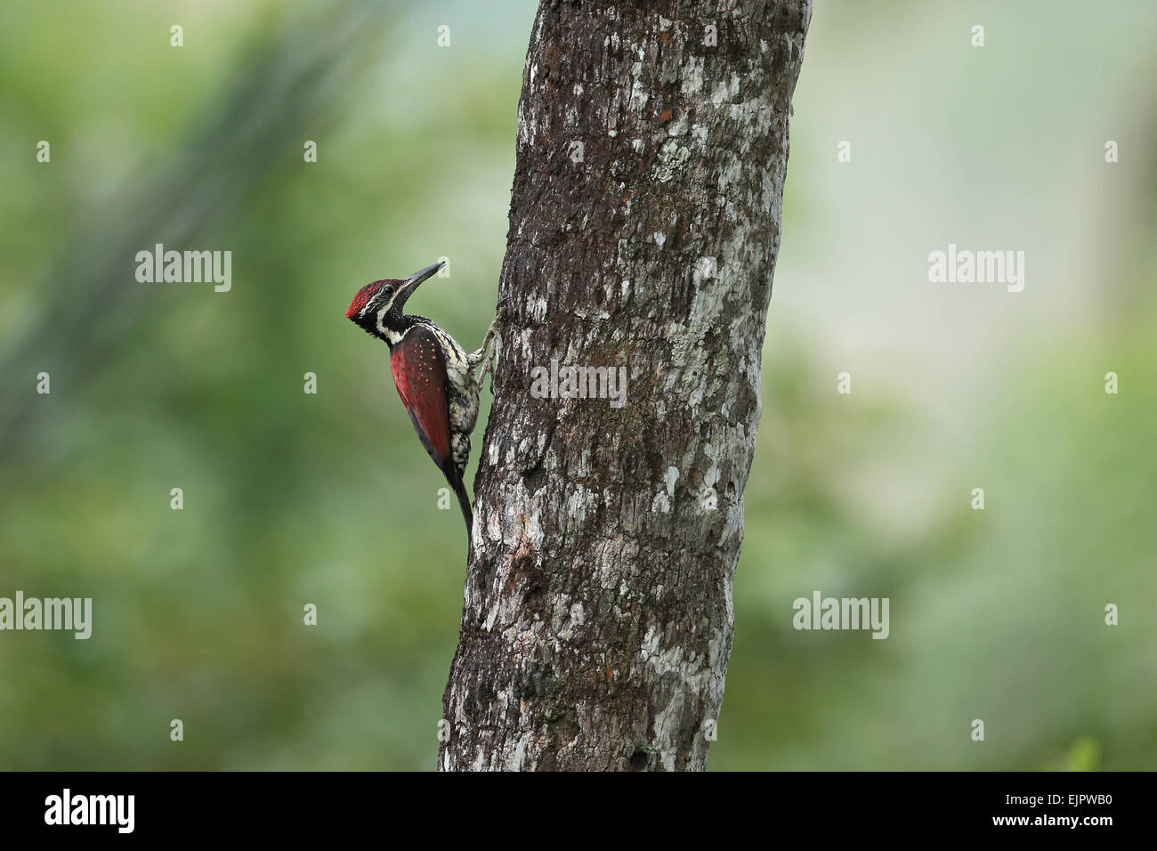 Woodpecker of sri lanka hi-res stock photography and images - Alamy