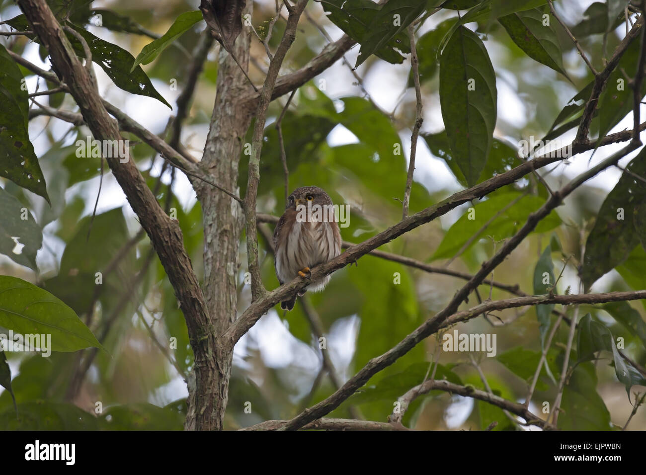 Peruvian pygmy owl hi-res stock photography and images - Alamy