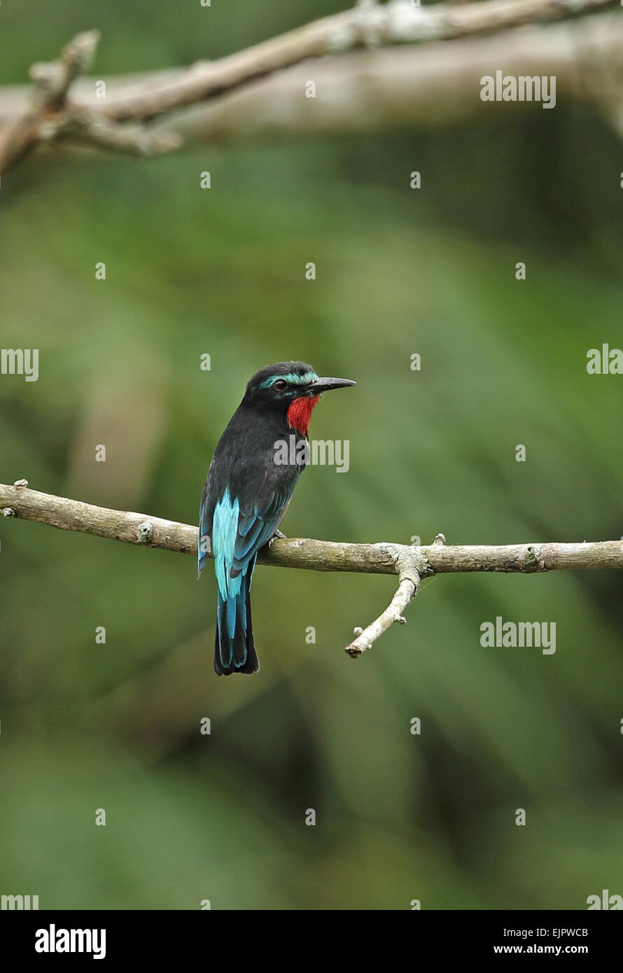 Black bee hi-res stock photography and images - Alamy