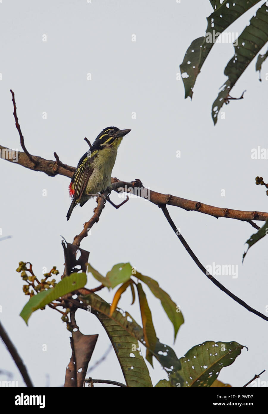 Tinkerbirds hi-res stock photography and images - Alamy