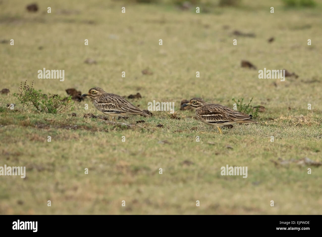 Indian Stone-curlew (Burhinus indicus) adult pair, sitting on grass ...