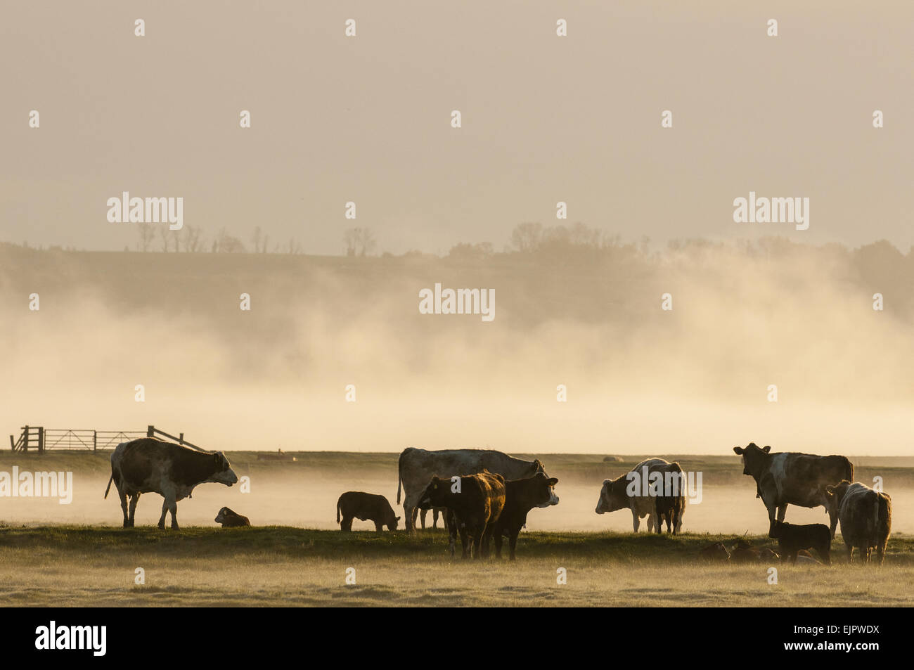Domestic Cattle, cows and calves, herd standing in grazing marsh ...