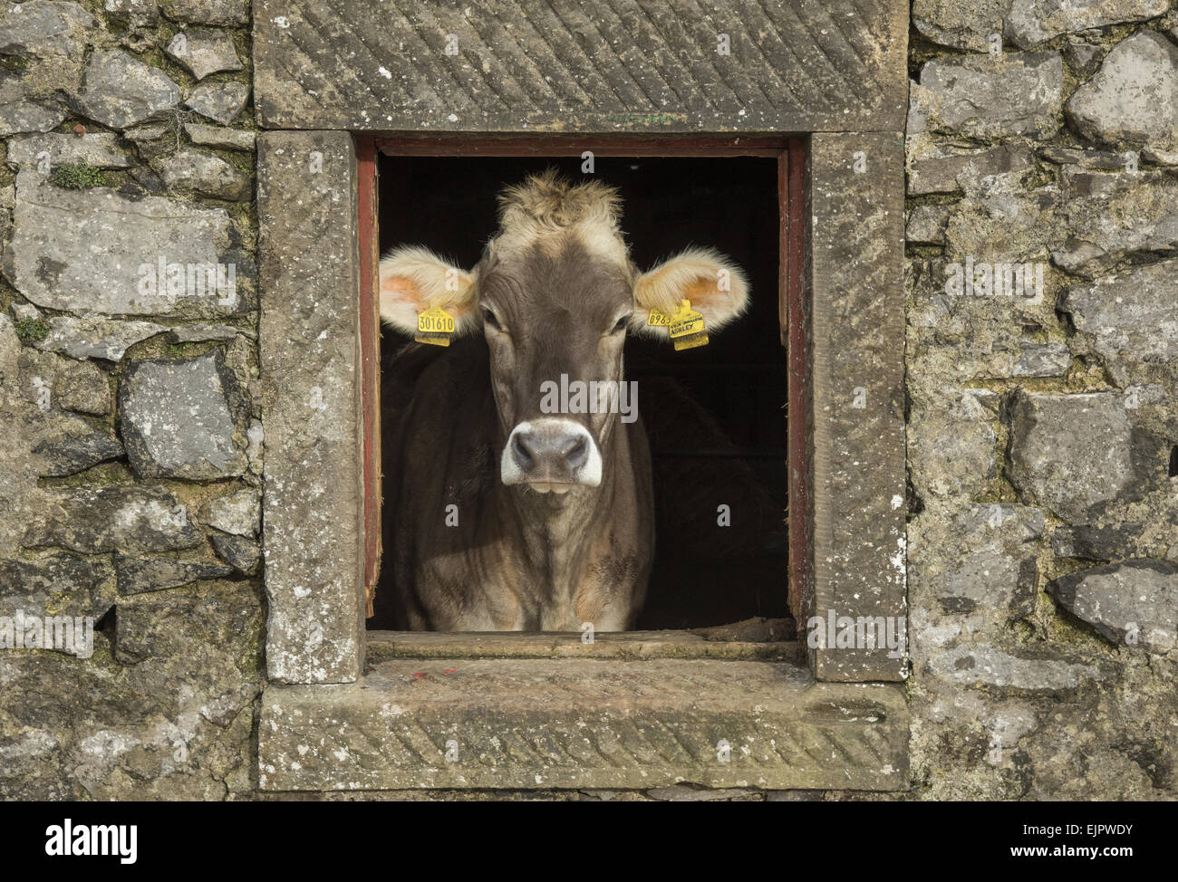 Domestic Cattle, Brown Swiss, dairy heifer, looking through window in ...