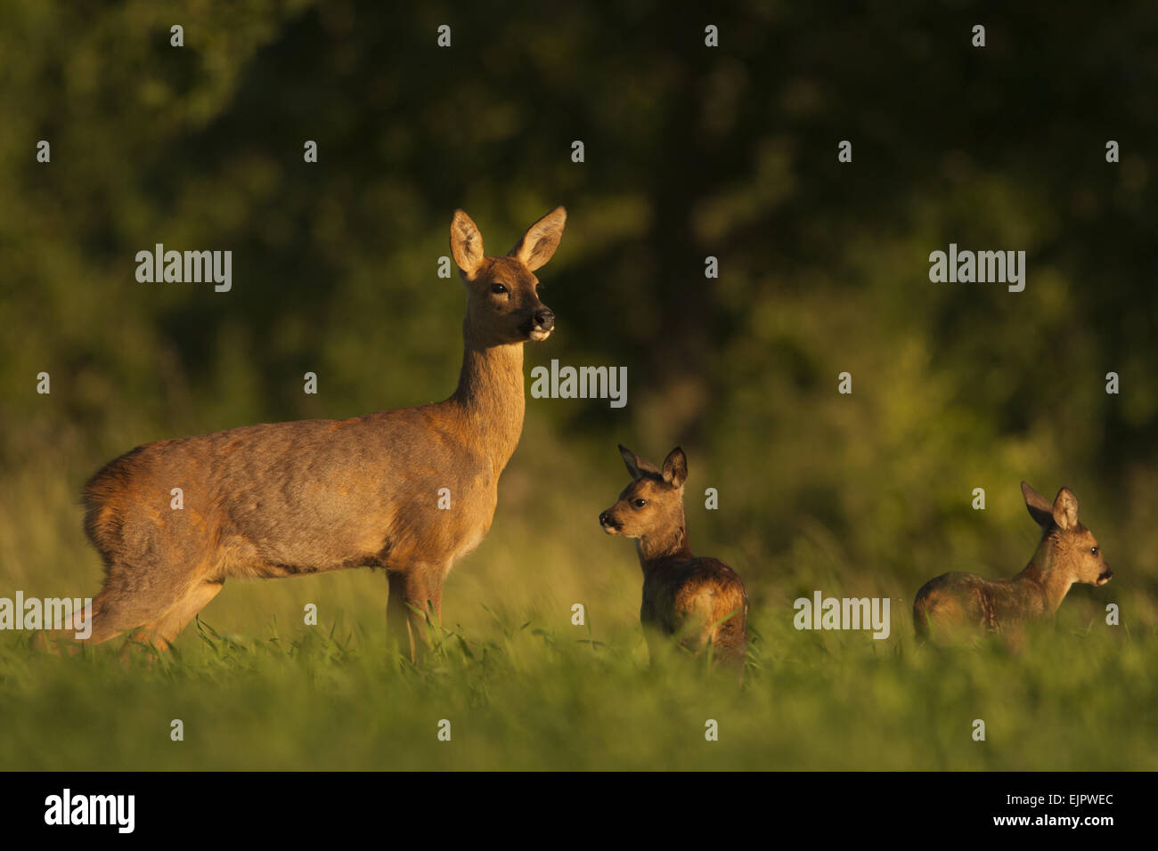 Western Roe Deer (Capreolus capreolus) doe with fawns, standing in ...