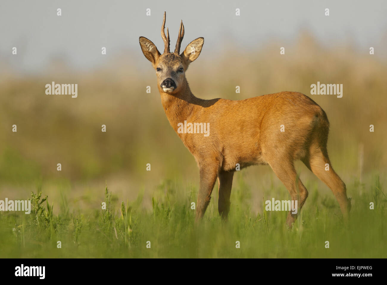 Western Roe Deer (Capreolus capreolus) buck, standing in set-aside ...