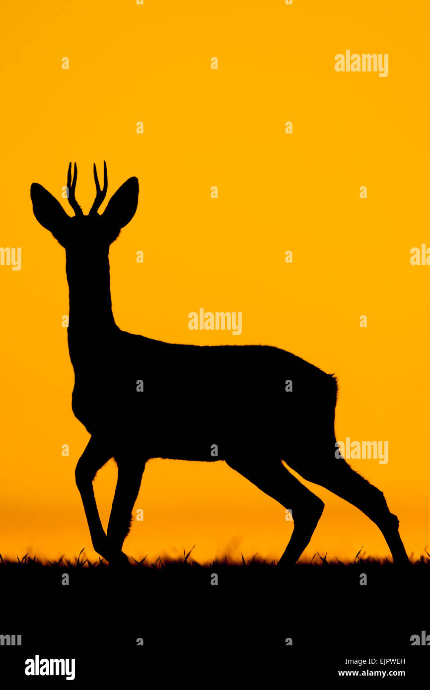 Western Roe Deer (Capreolus capreolus) buck, standing in field ...