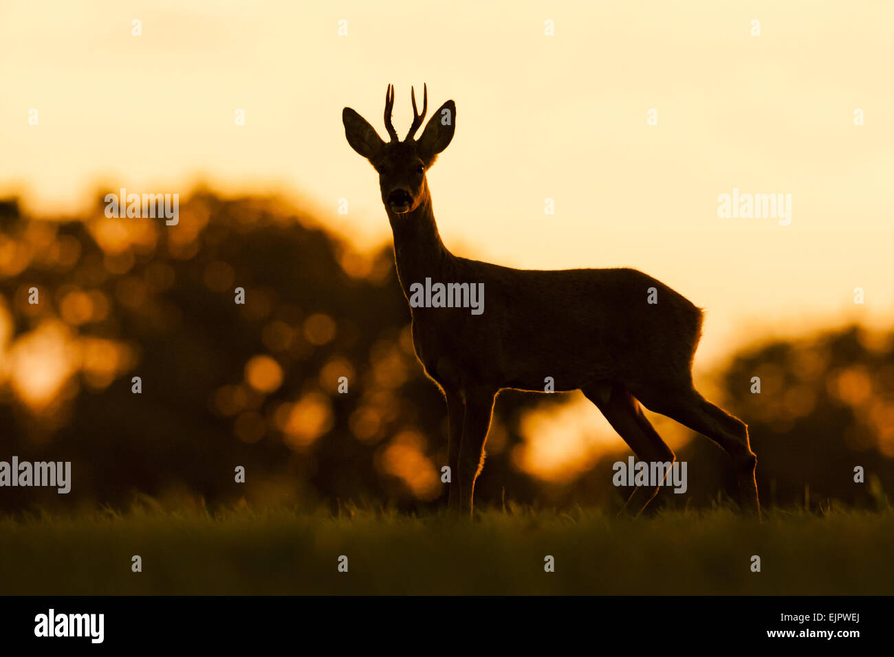 Western Roe Deer (Capreolus capreolus) buck, standing in field ...