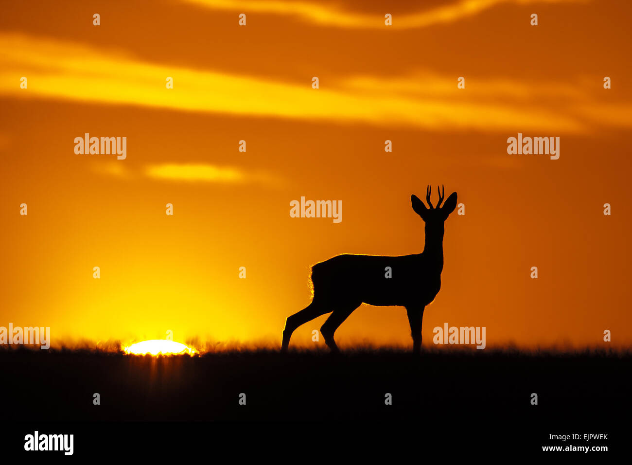 Western Roe Deer (Capreolus capreolus) buck, standing in field ...