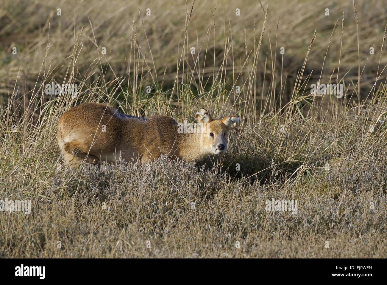 Chinese Water Deer (Hydropotes inermis) introduced species, adult ...