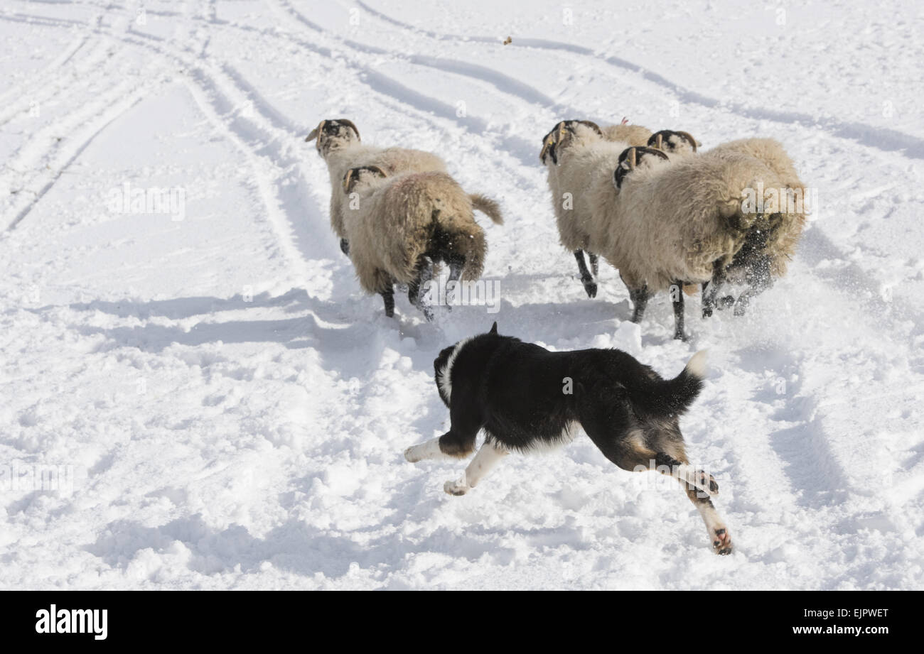 Border collie herds sheep hi-res stock photography and images - Alamy