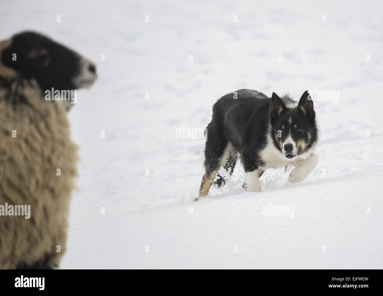Collie herding sheep flock hills hi-res stock photography and images ...