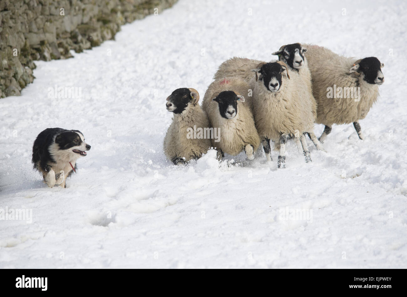 Domestic Dog, Border Collie sheepdog, adult, herding Swaledale sheep ...