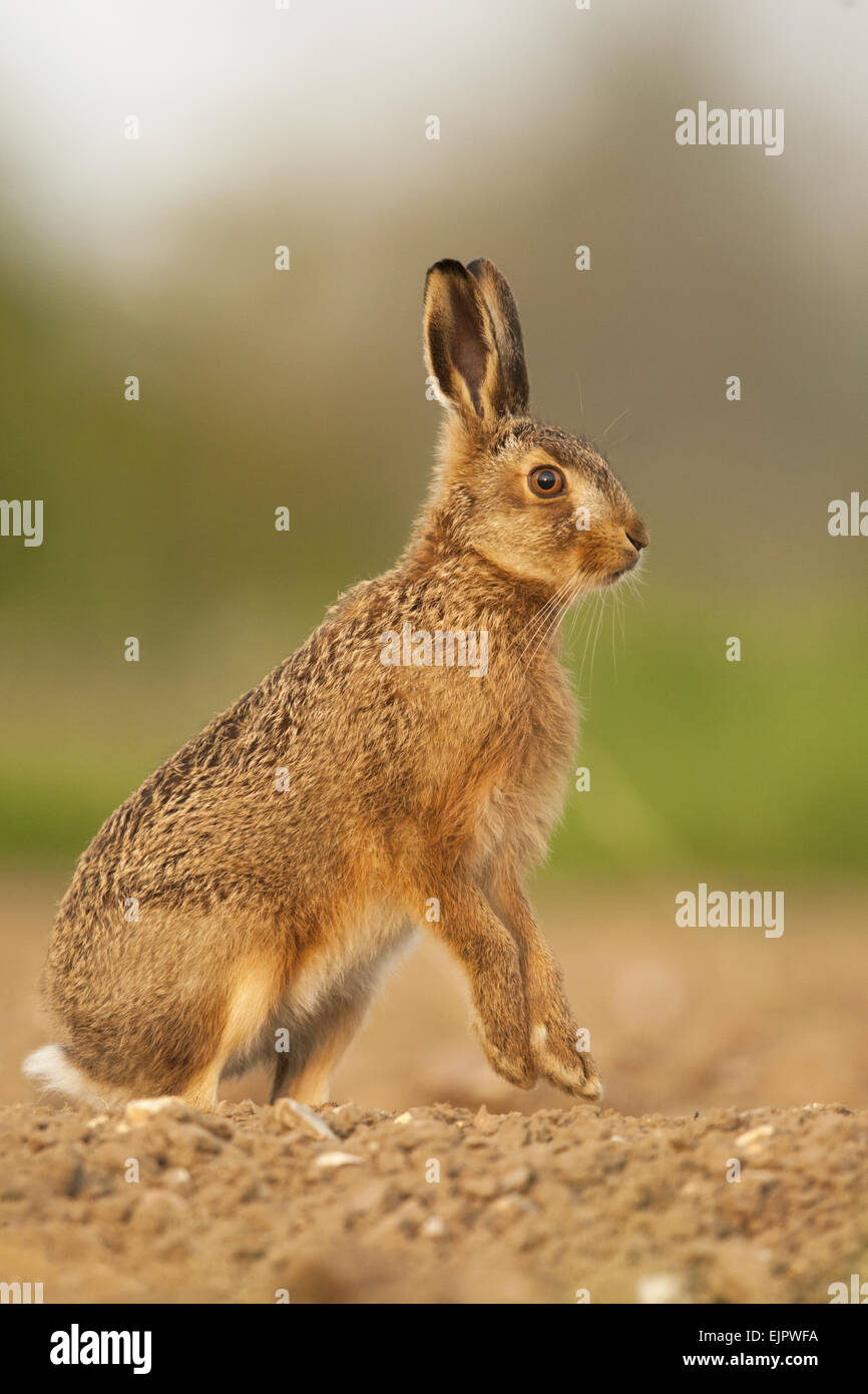 Juvenile hares hare juveniles hi-res stock photography and images - Alamy