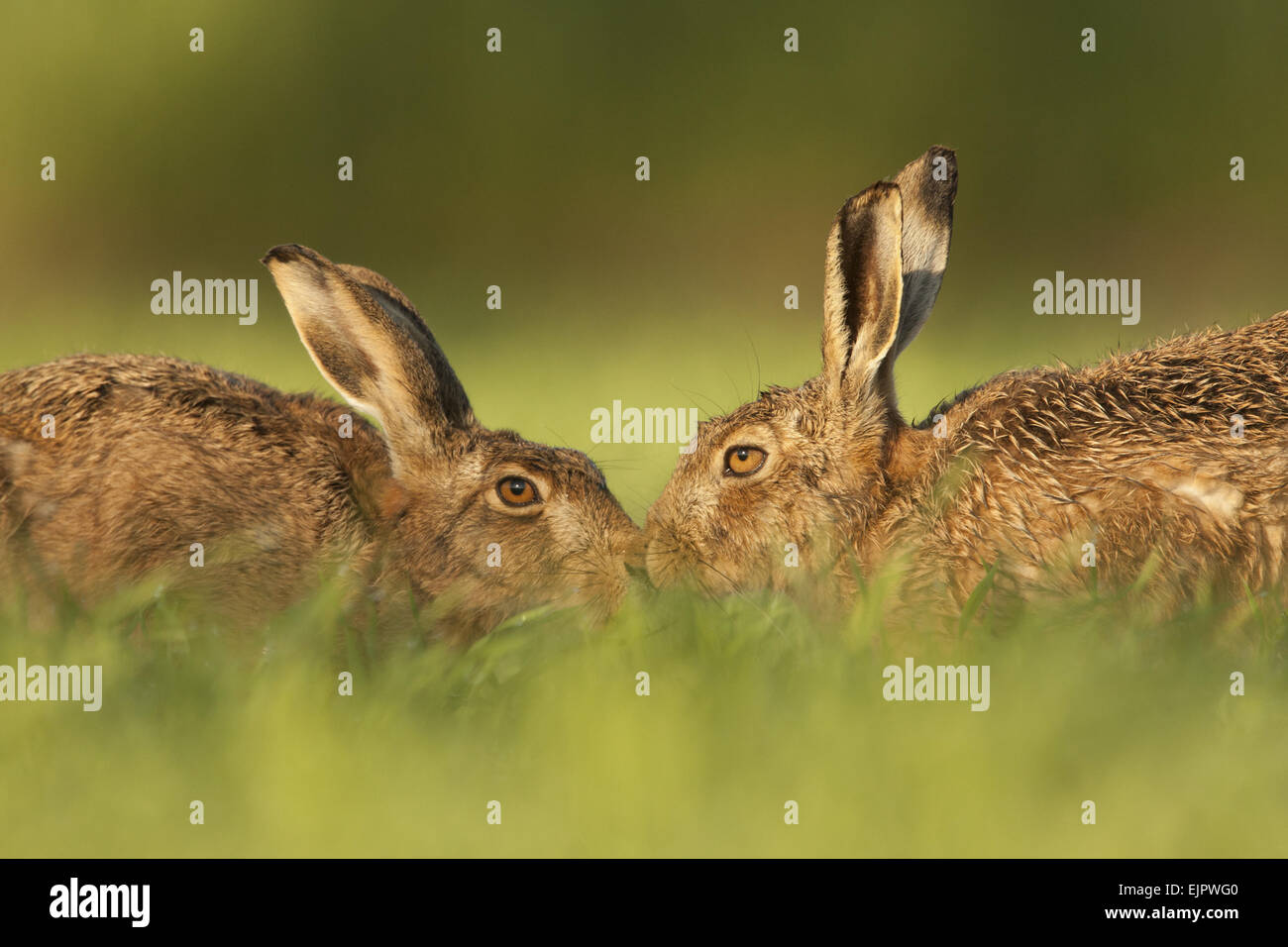 European Hare (Lepus europaeus) adult pair, touching noses, standing in ...