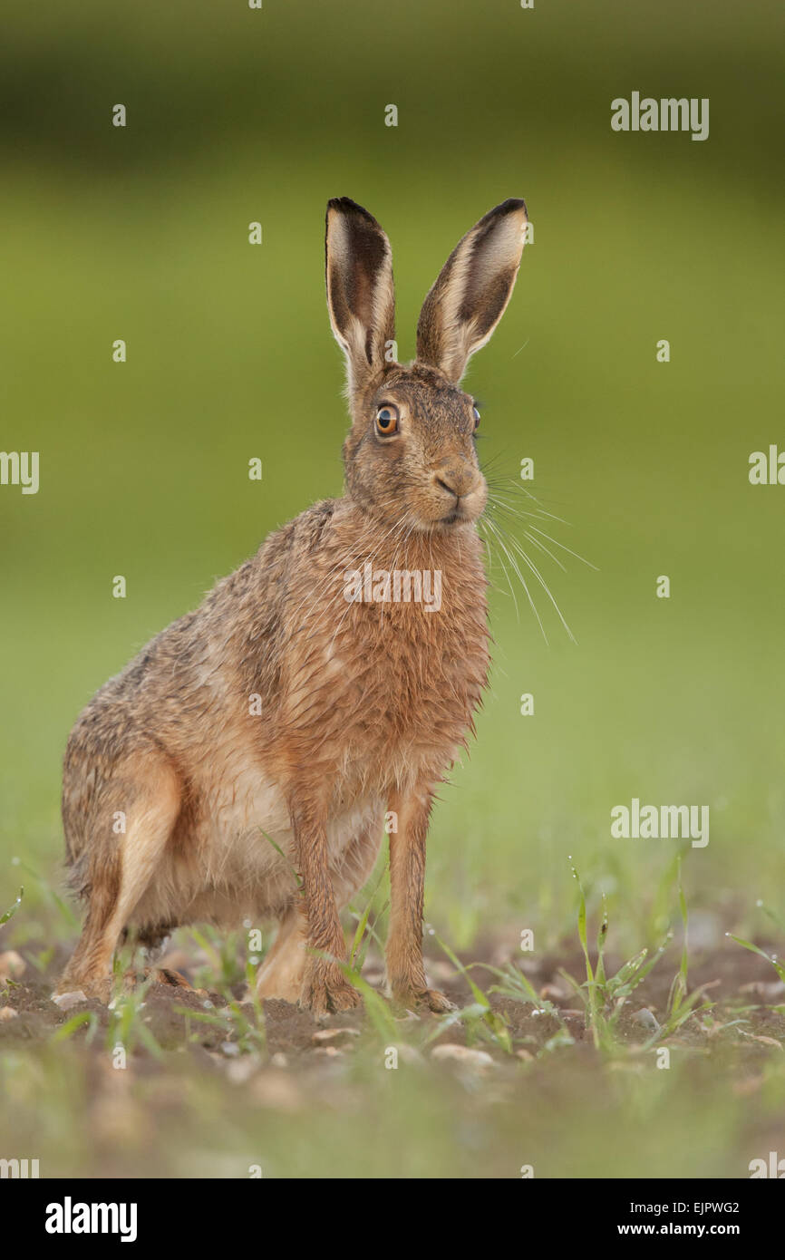 European Hare (Lepus europaeus) adult, alert, standing in set-aside ...
