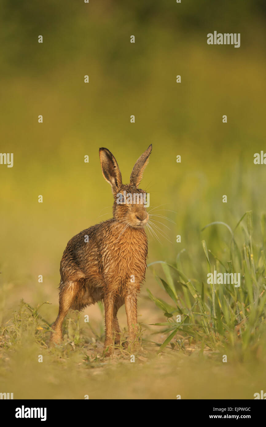 English hare hi-res stock photography and images - Alamy