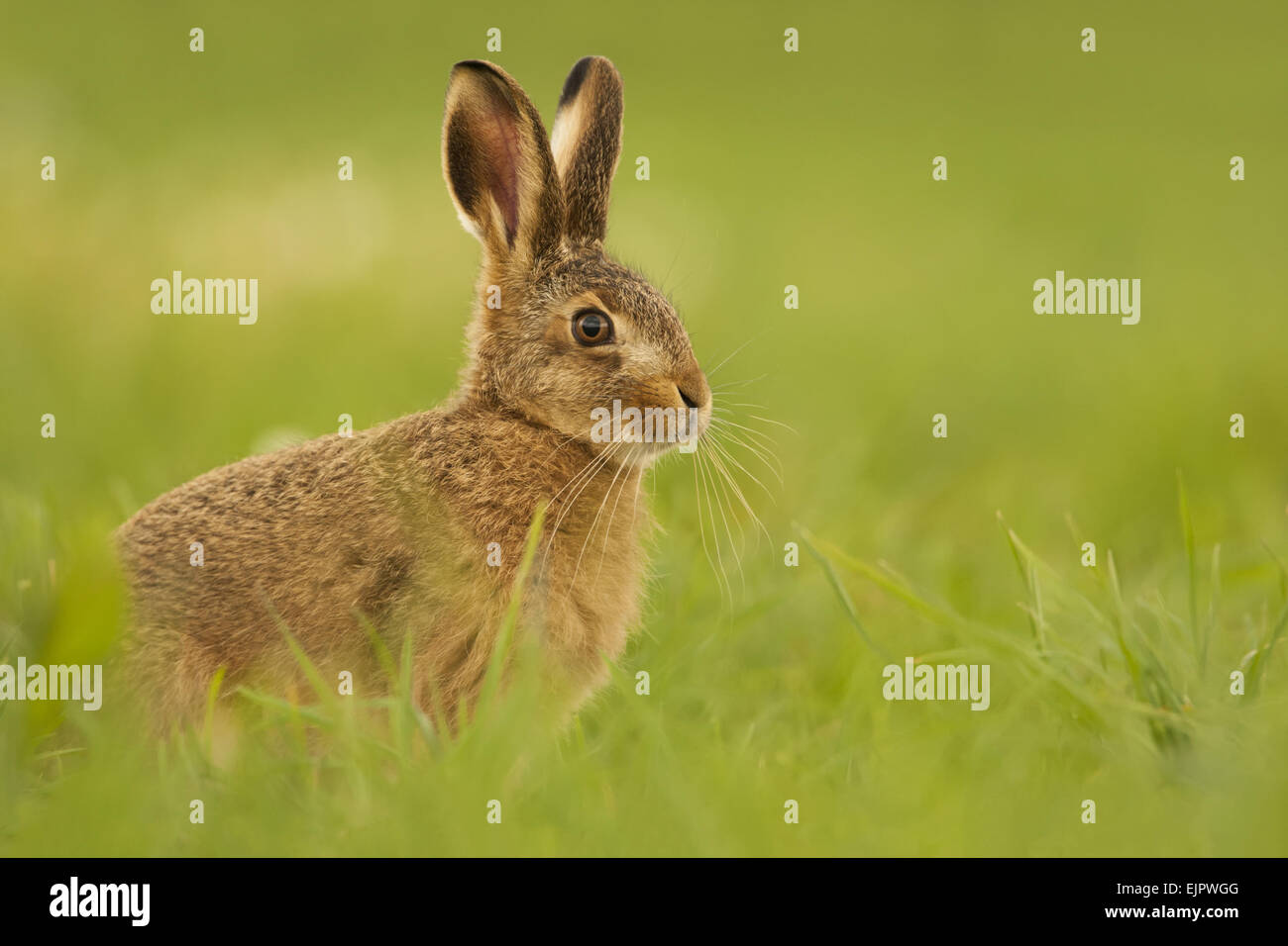 European Hare (Lepus europaeus) juvenile, sitting in field margin ...