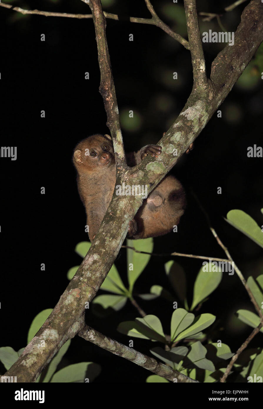 Potto hi-res stock photography and images - Alamy