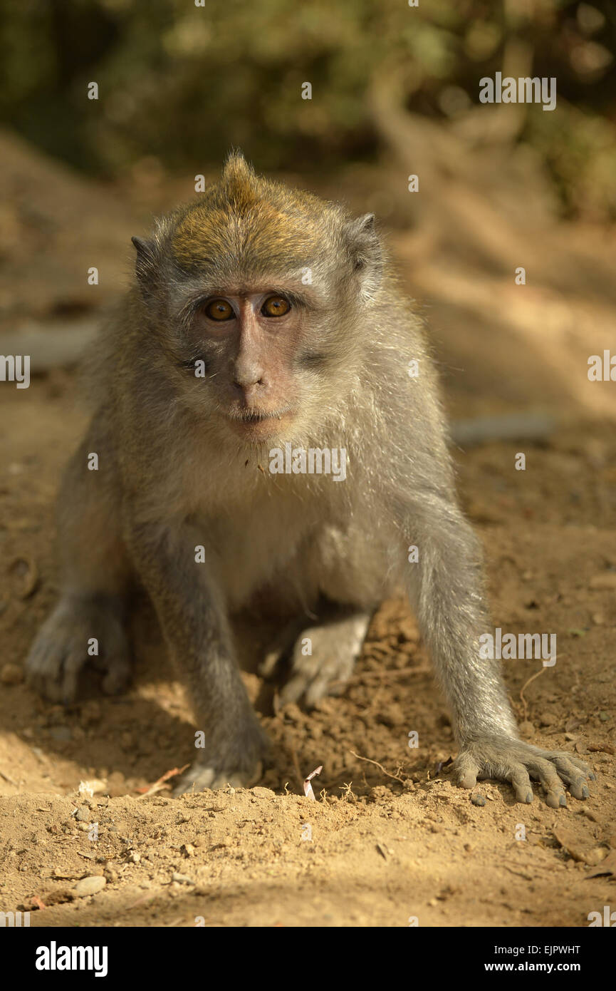 Crab-eating Macaque (Macaca fascicularis) adult, foraging on ground ...