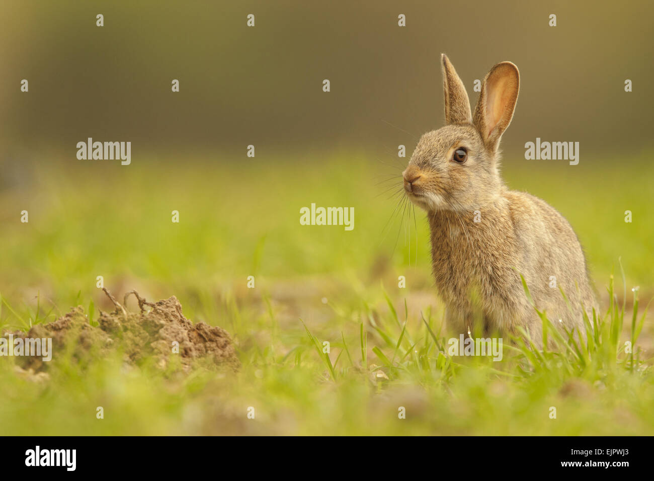 English rabbit hi-res stock photography and images - Alamy