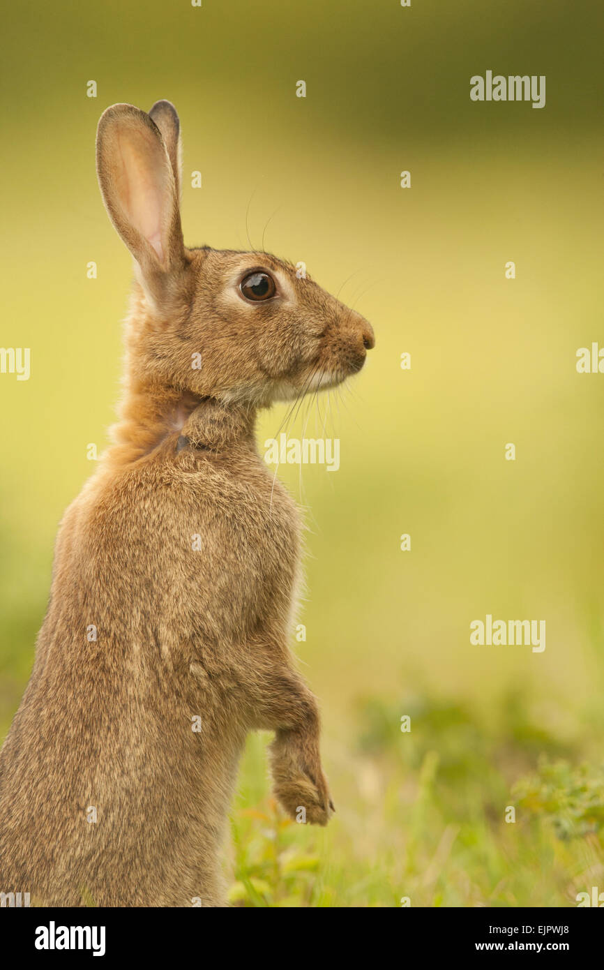 European Rabbit (Oryctolagus cuniculus) adult, alert, standing in field ...