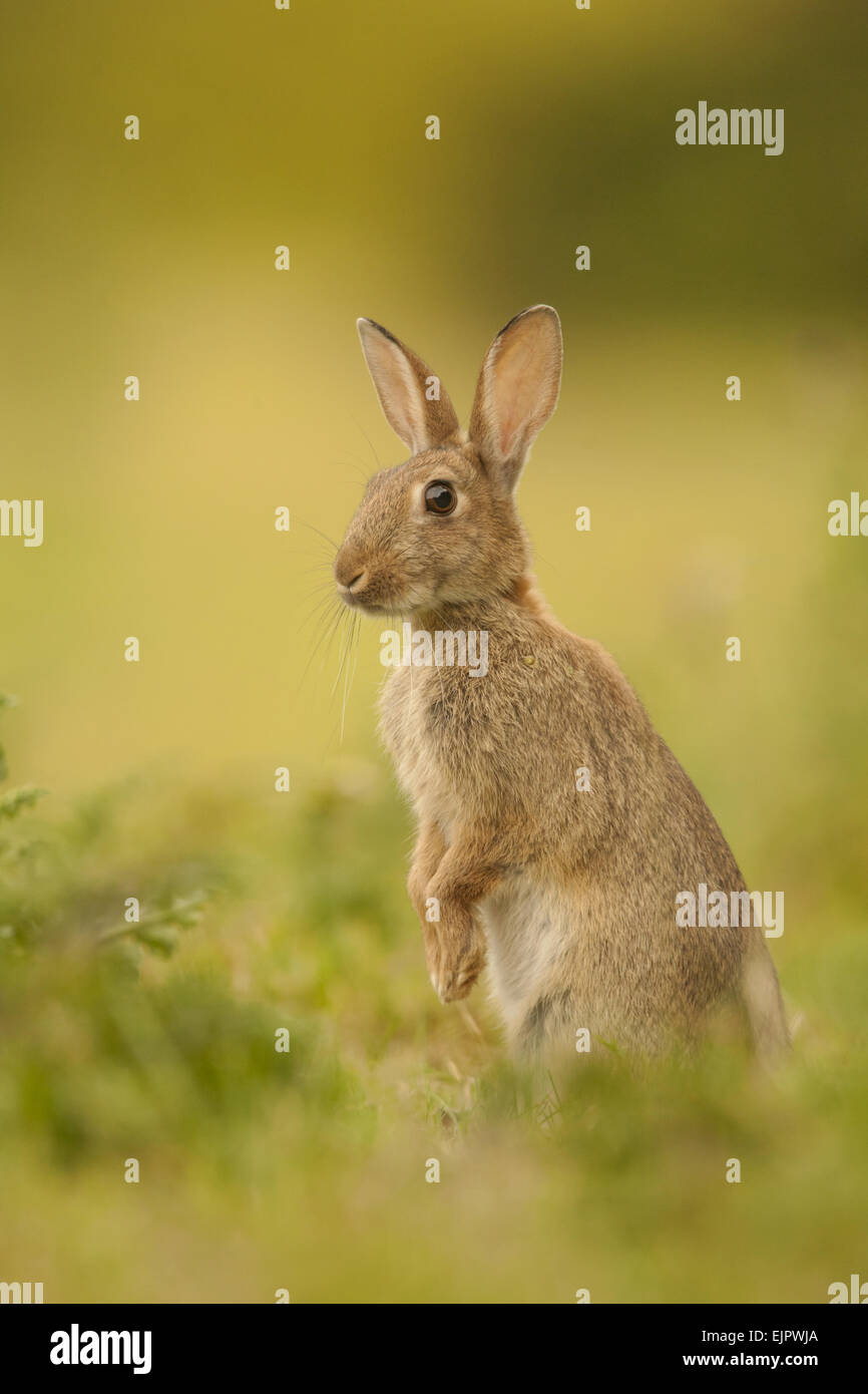 European Rabbit (Oryctolagus cuniculus) adult, alert, standing in field ...
