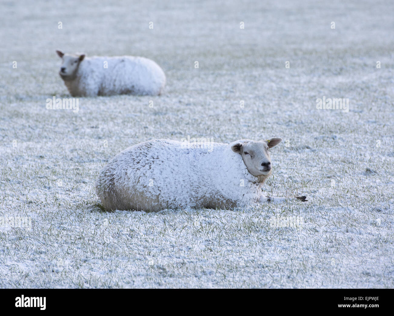 Domestic Sheep, two adults, covered in snow, resting on pasture, near ...