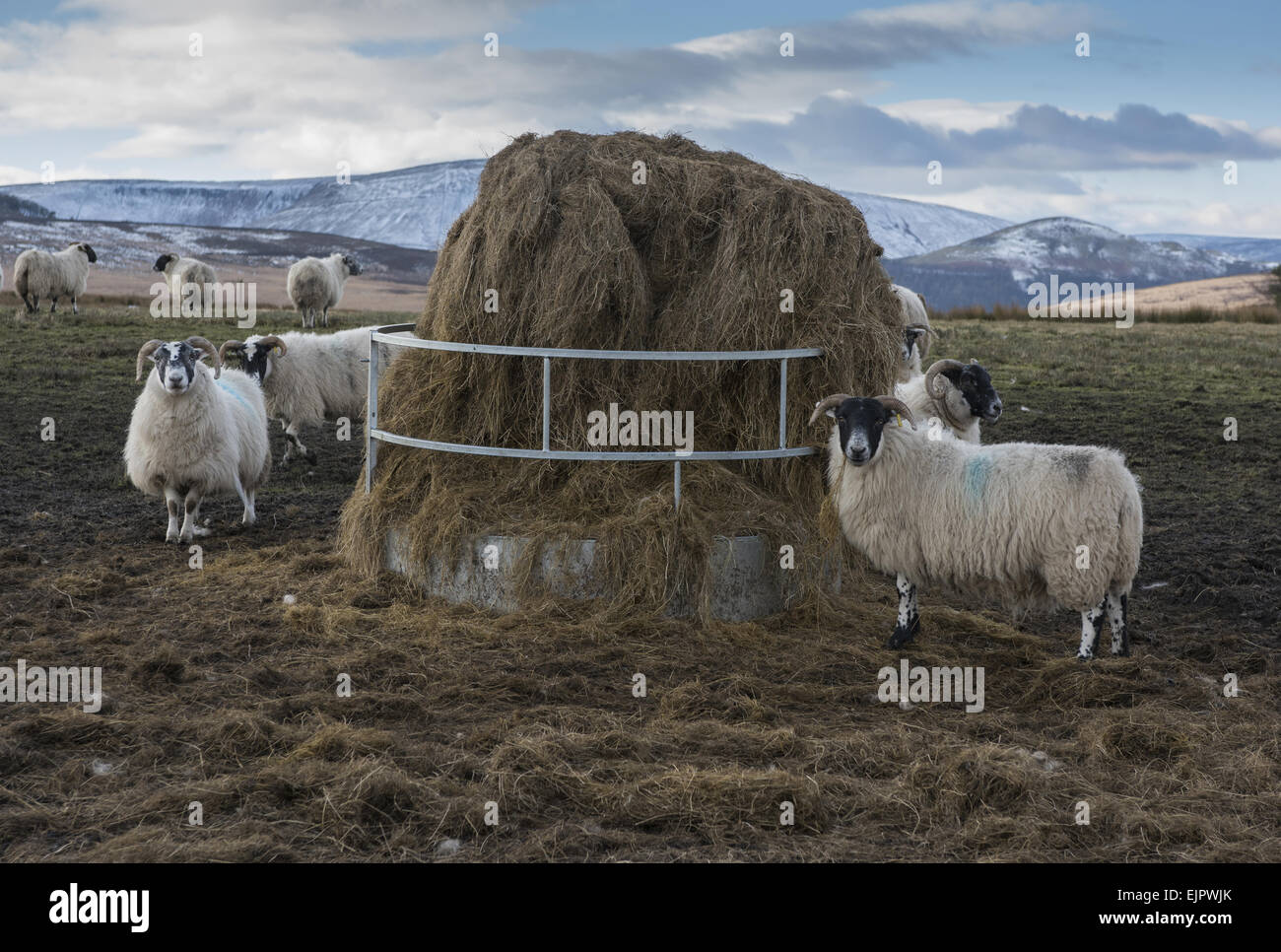 Domestic Sheep, Scottish Blackface, flock, feeding on big bale silage ...
