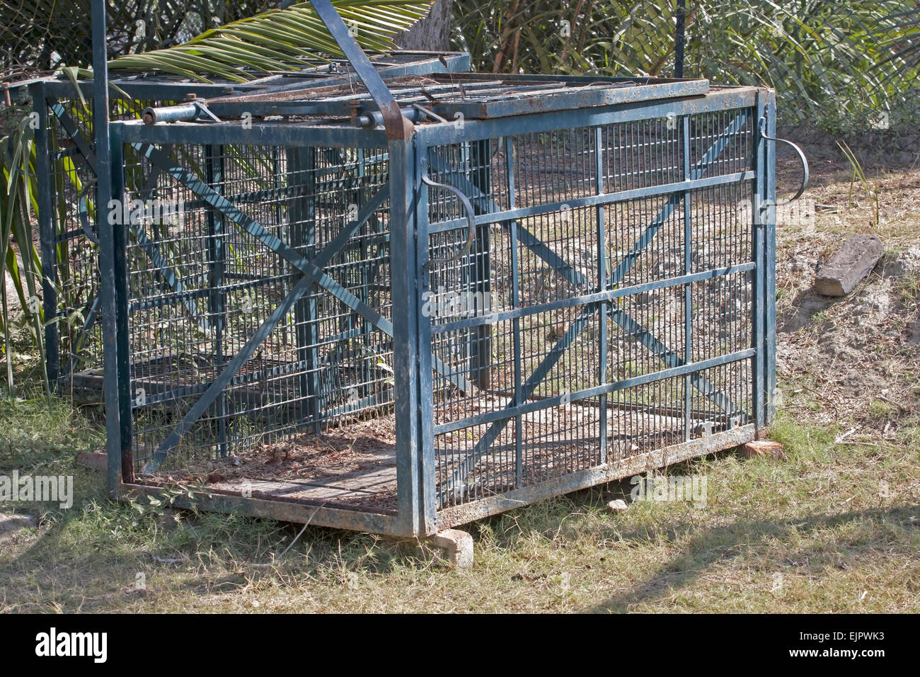 Tiger cage hi-res stock photography and images - Alamy