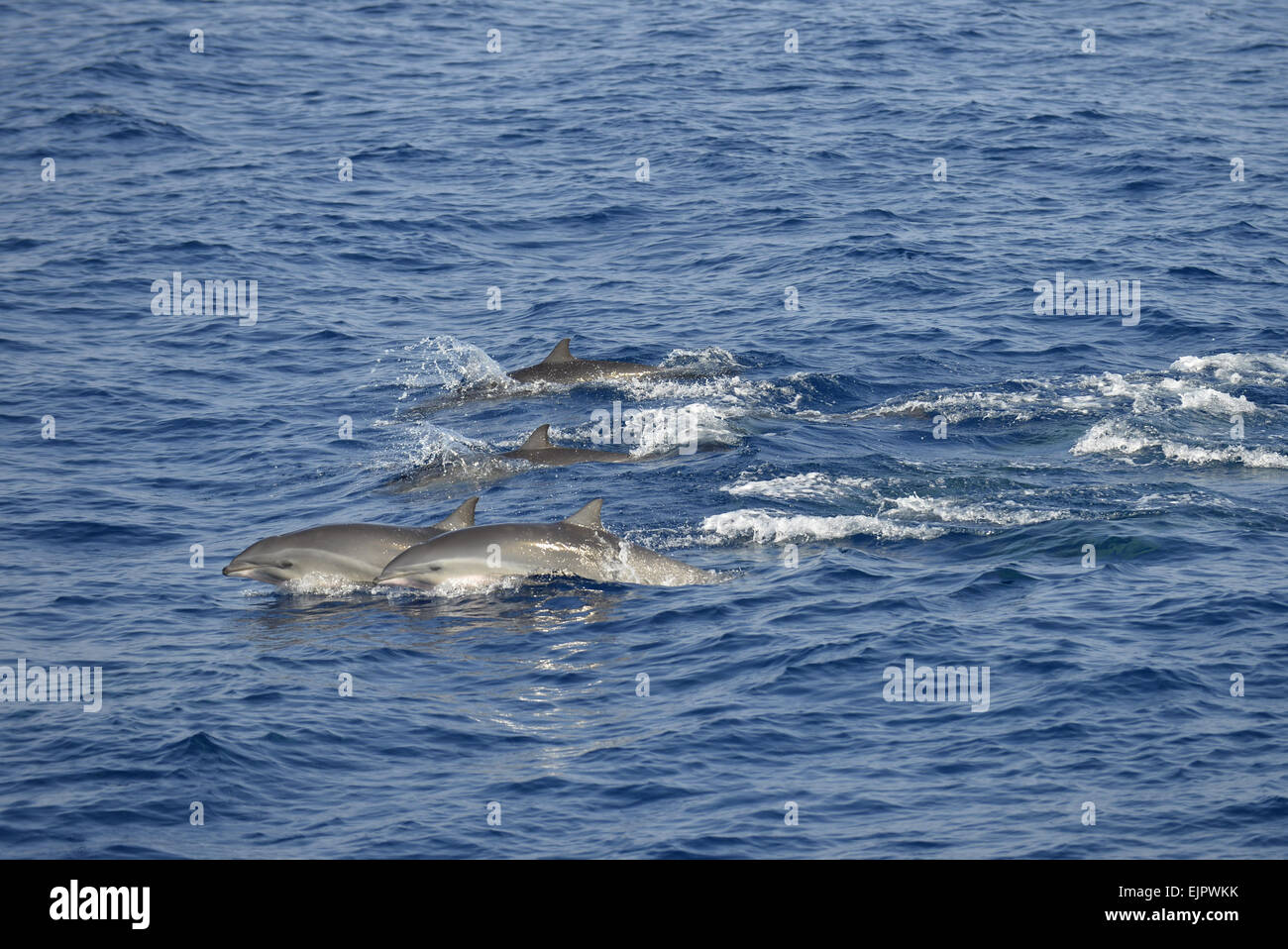 Fraser's Dolphin (Lagenodelphis hosei) adults, pod porposing, Bali ...