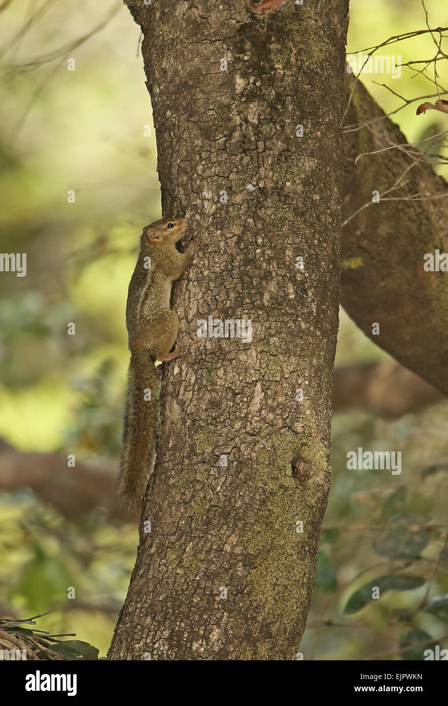 Kintampo Rope Squirrel (Funisciurus substriatus) adult, clinging to ...