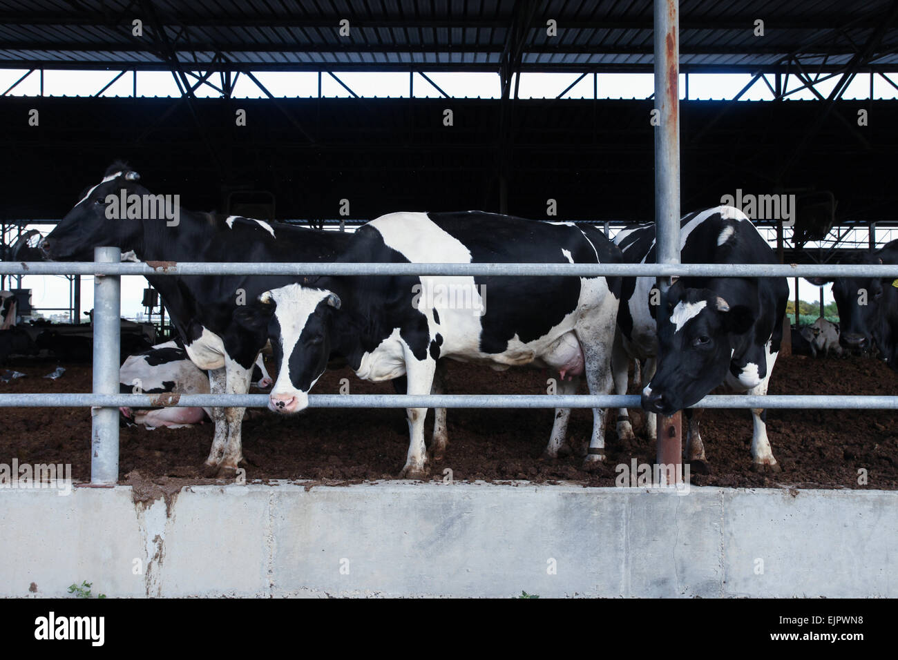Holstein Cows in a Cowshed during feeding time Stock Photo - Alamy