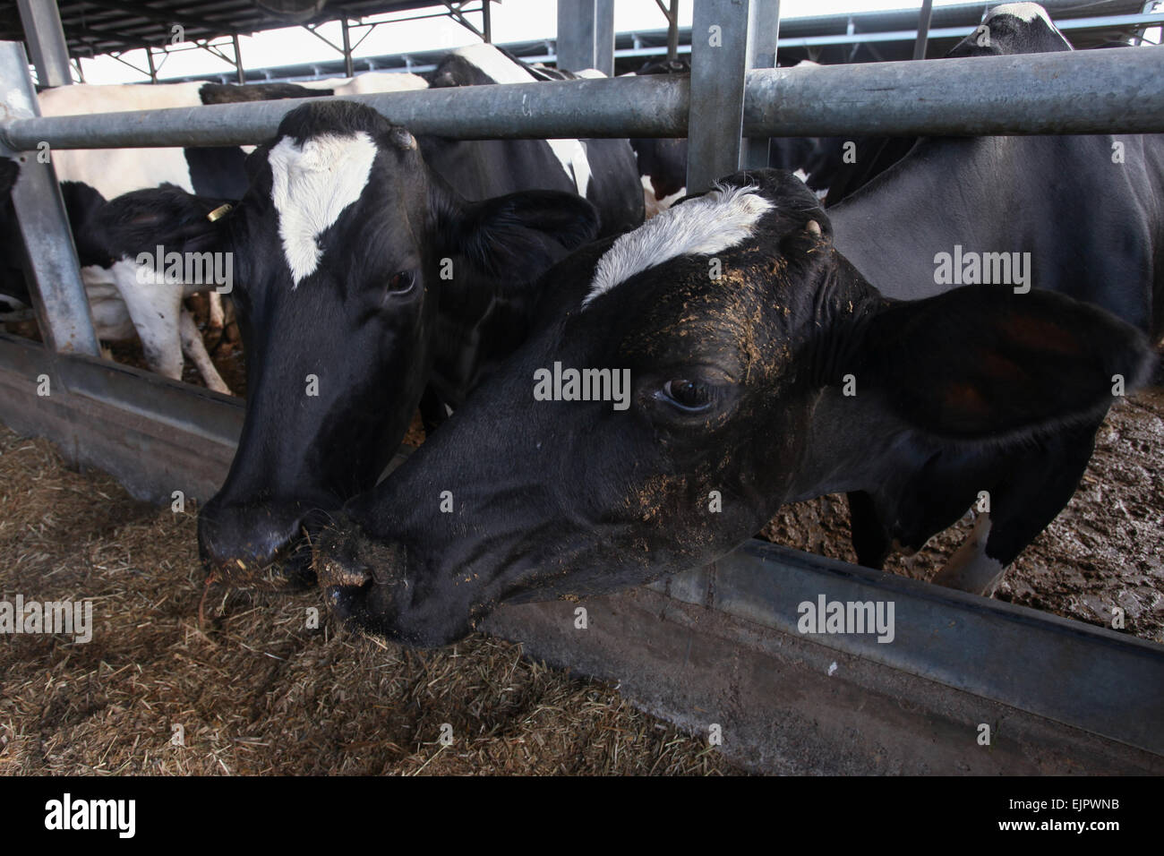 Holstein Cows in a Cowshed during feeding time Stock Photo - Alamy