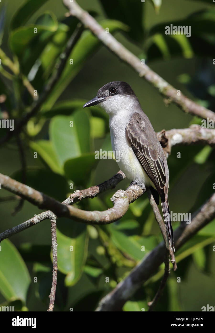 Loggerhead Kingbird (Tyrannus caudifasciatus jamaicensis) adult ...